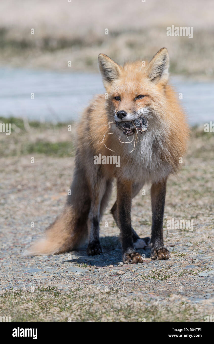 Red fox female carrying a vole she caught in her mouth Cape St. Mary's ...