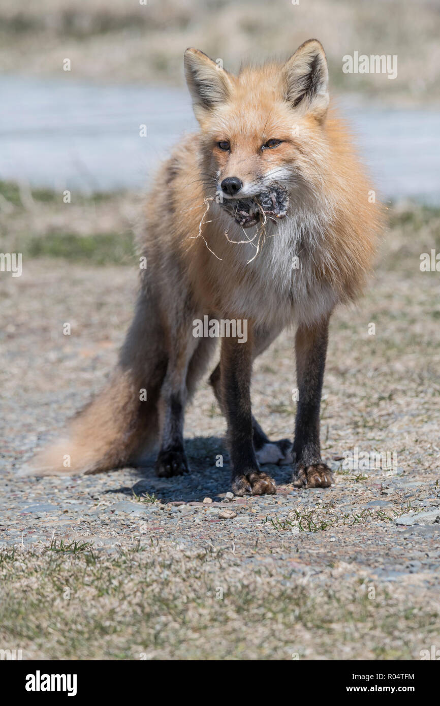 Red fox female carrying a vole she caught in her mouth Cape St. Mary's ...