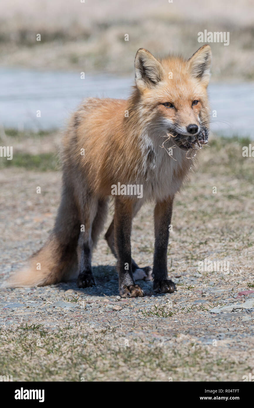 Red fox female carrying a vole she caught in her mouth Cape St. Mary's ...