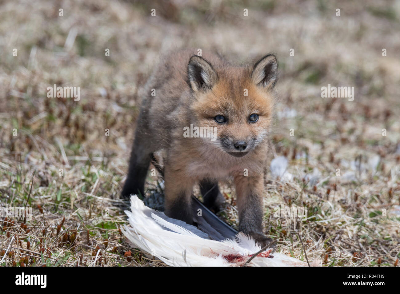 Red fox kits playing at the entrance to their den, Cape St. Mary's ...