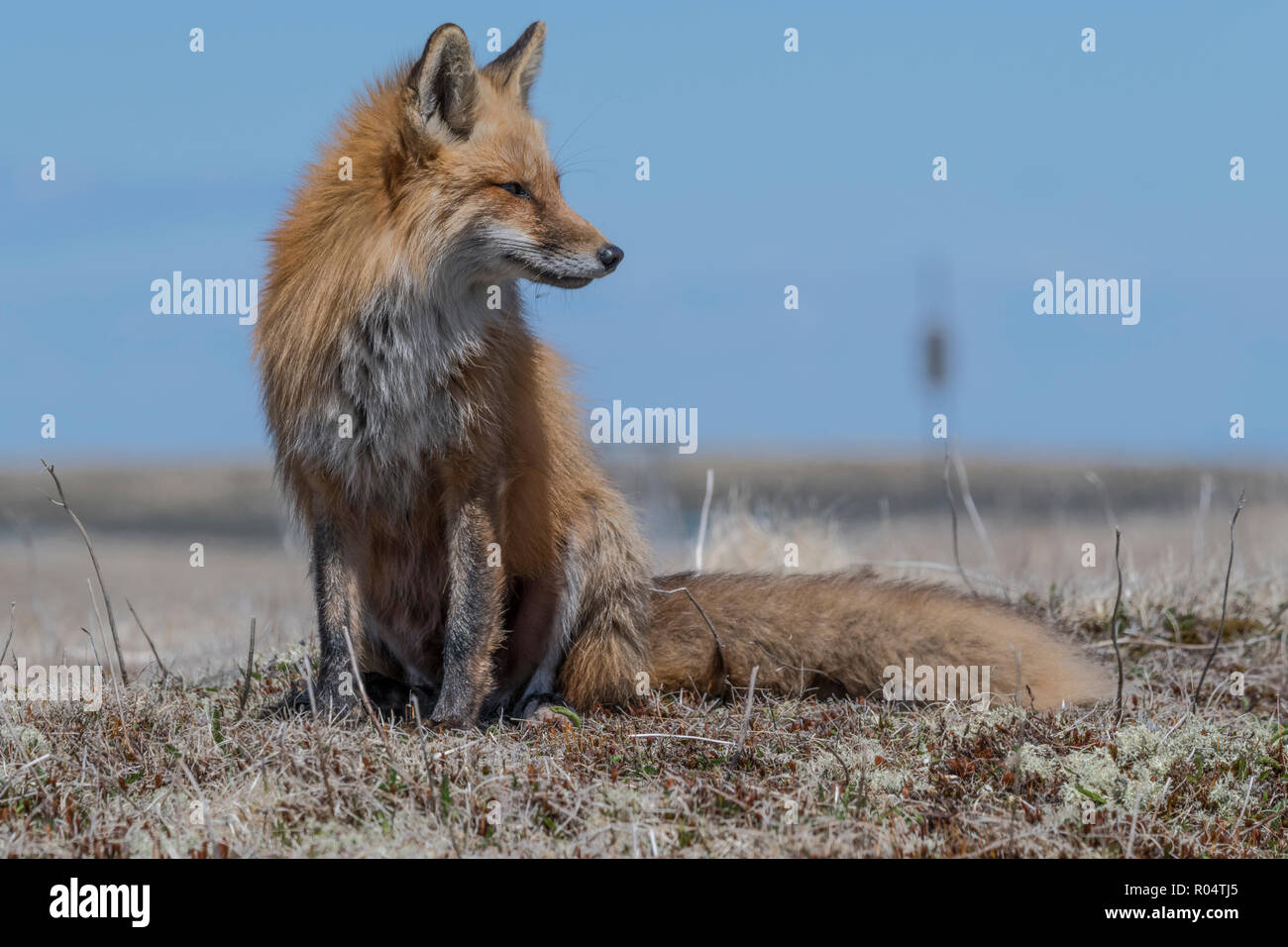 Red Fox adult female at Cape St. Mary's ecological reserve ...