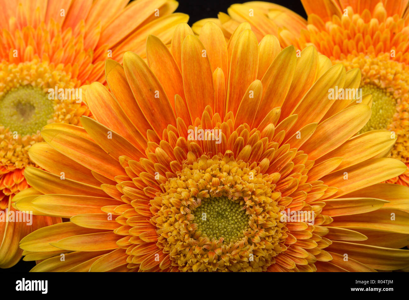 Subtle orange gerbera flowers on black background Stock Photo - Alamy