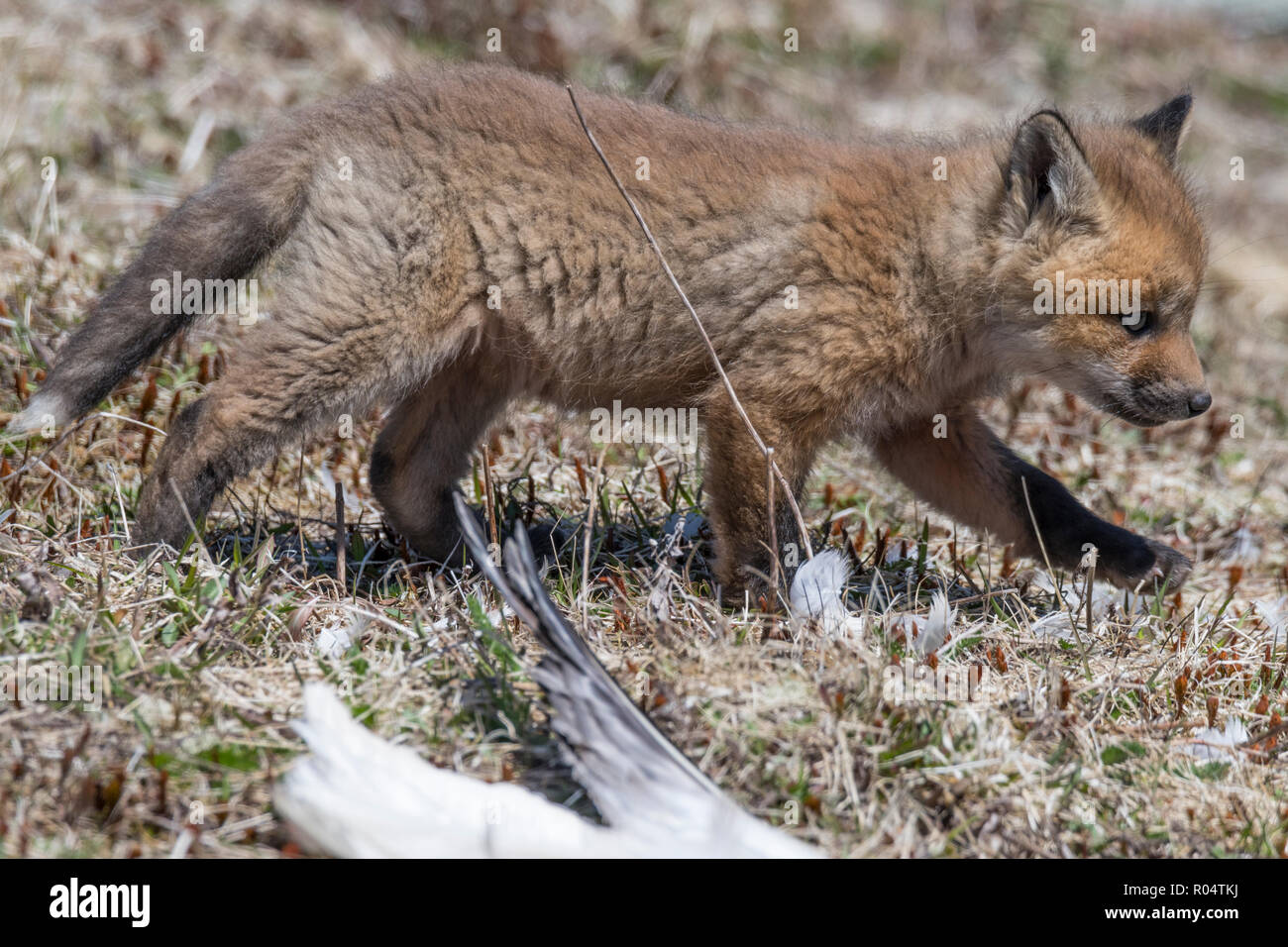 red fox kit, cub, out for a walk on the land at Cape St. Mary's ...