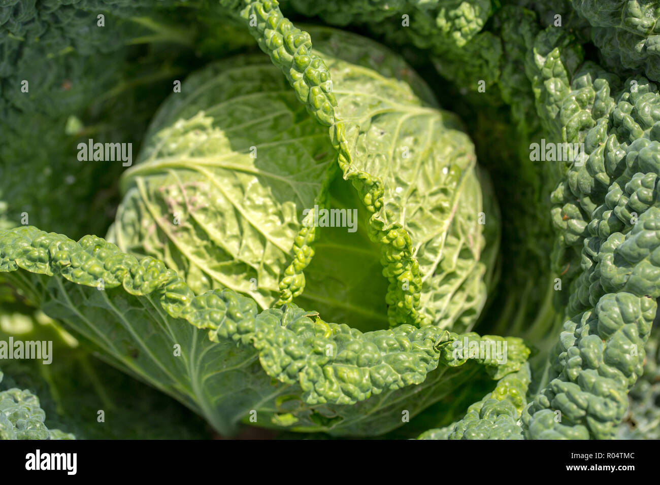Savoy cabbage details hi-res stock photography and images - Alamy