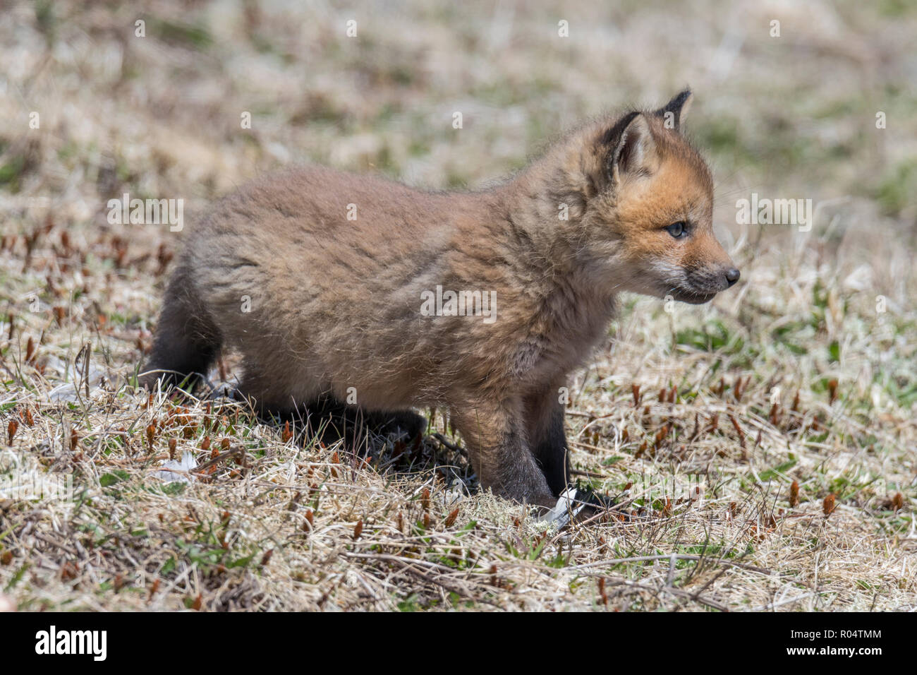 red fox kit, cub, out for a walk on the land at Cape St. Mary's ...