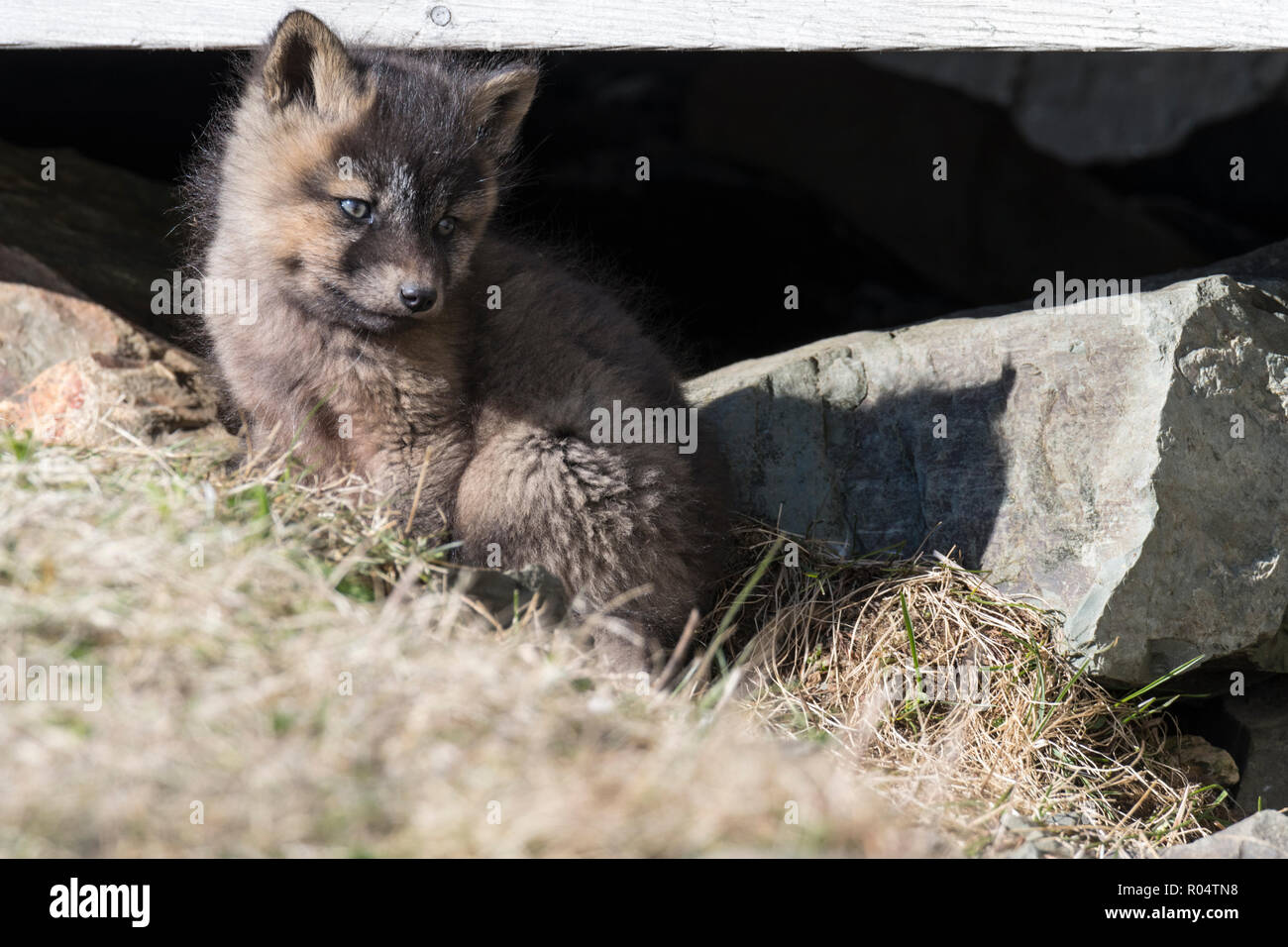 Red fox kits walking around near the entrance to their den, Cape St ...