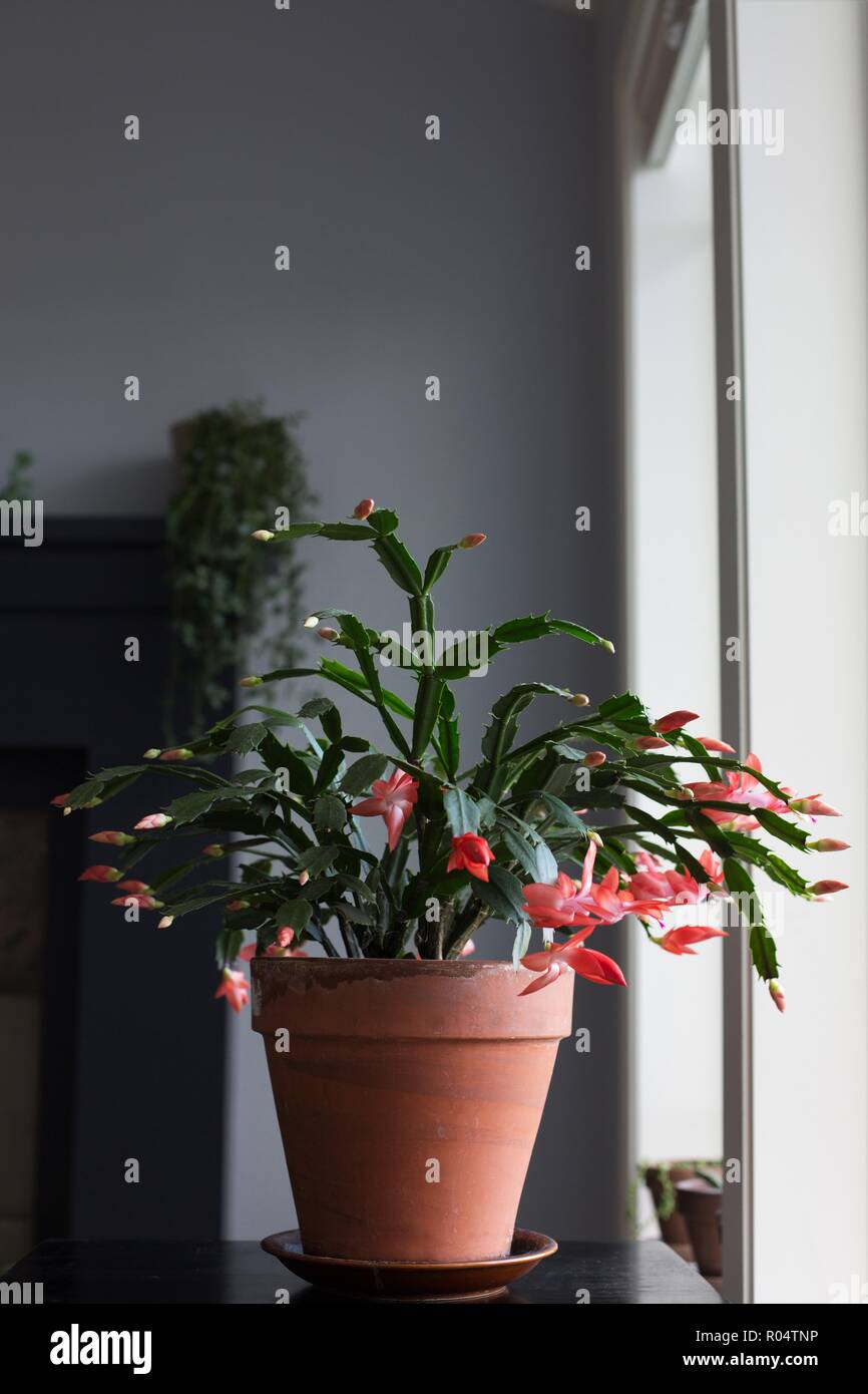 A blooming schlumbergera (Thanksgiving Cactus) plant Stock Photo - Alamy