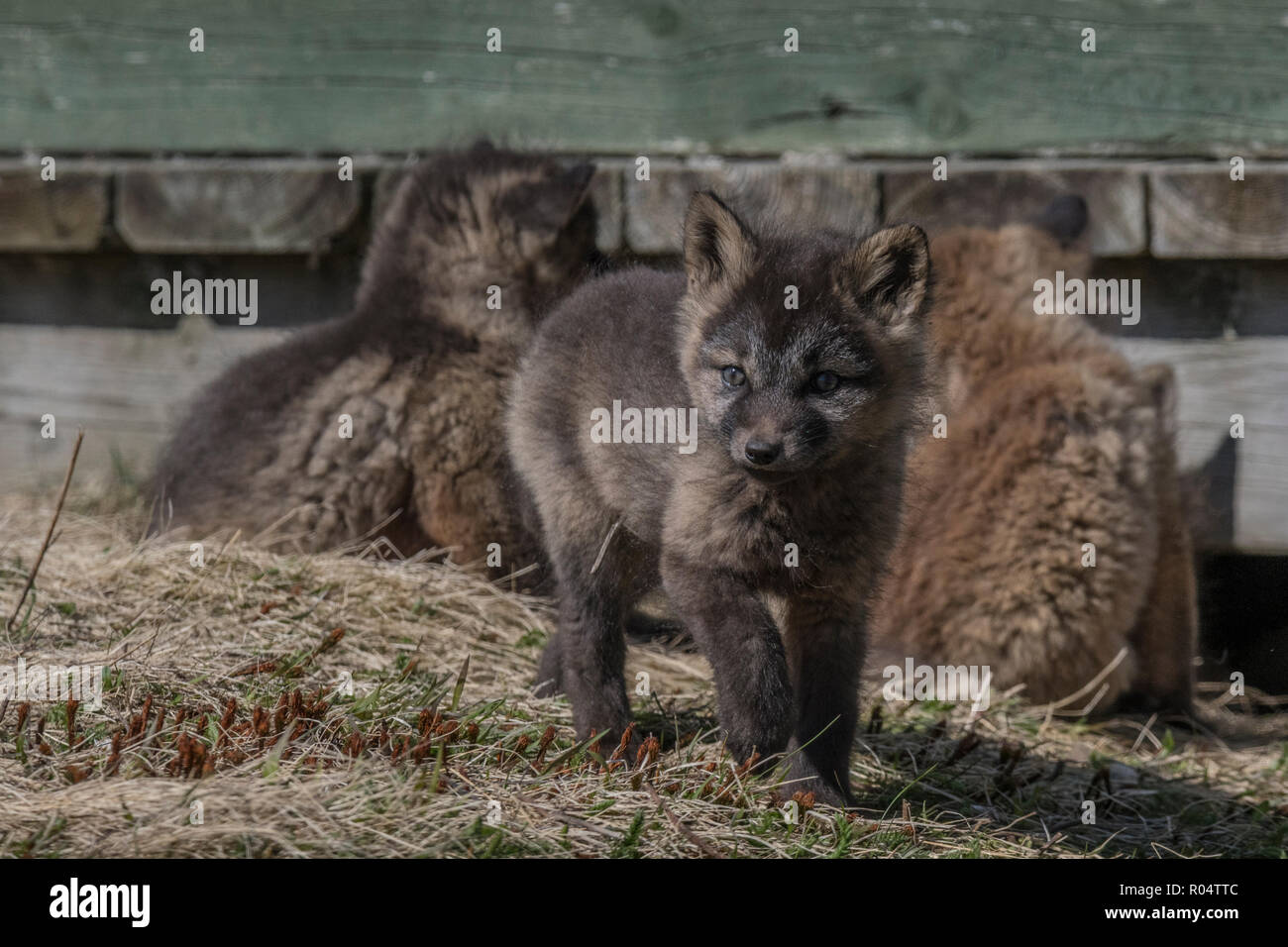 red fox pups, litter, at entrance to den, Cape St. Mary's Ecological ...