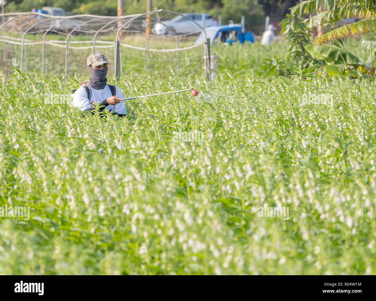 A young man farmer master is spraying pesticides (farm chemicals) on ...