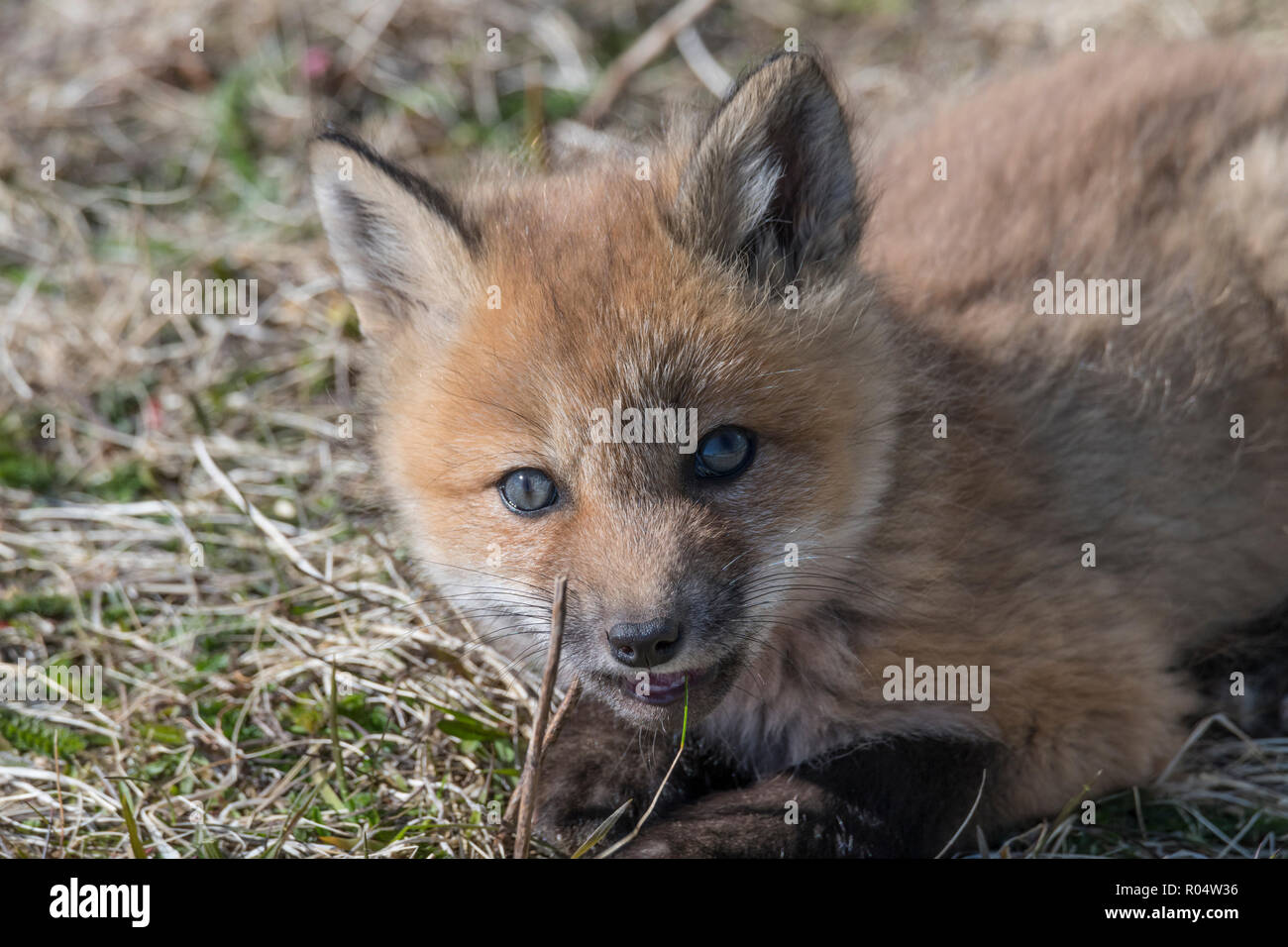 Grey fox with kit hi-res stock photography and images - Alamy