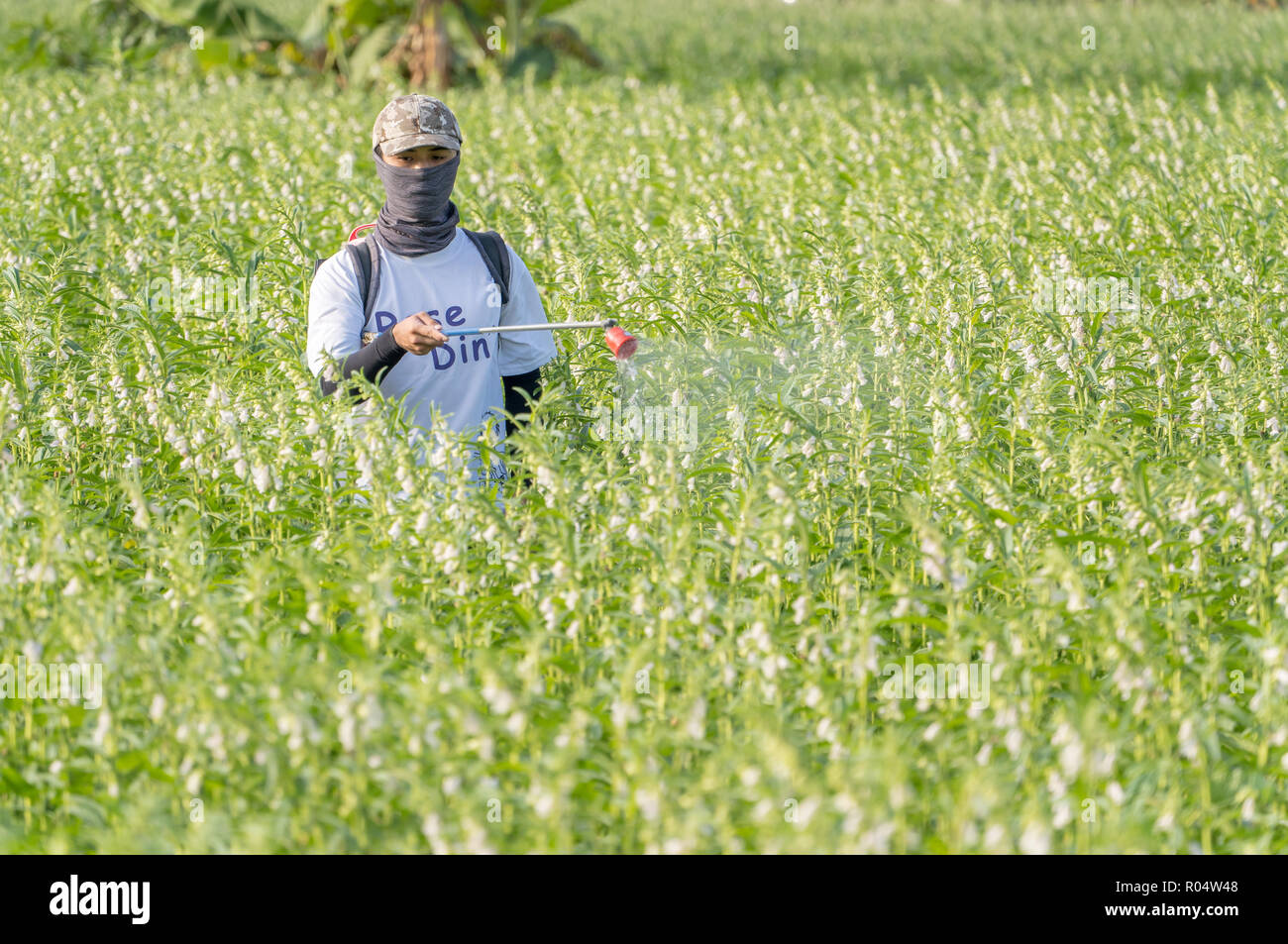 A young man farmer master is spraying pesticides (farm chemicals) on ...