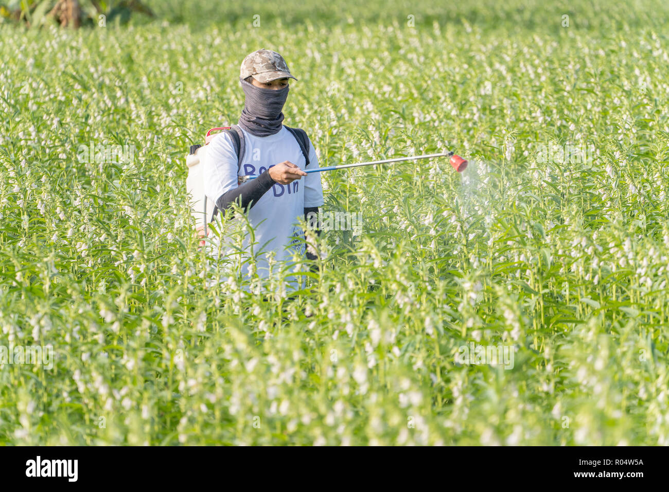 A young man farmer master is spraying pesticides (farm chemicals) on ...