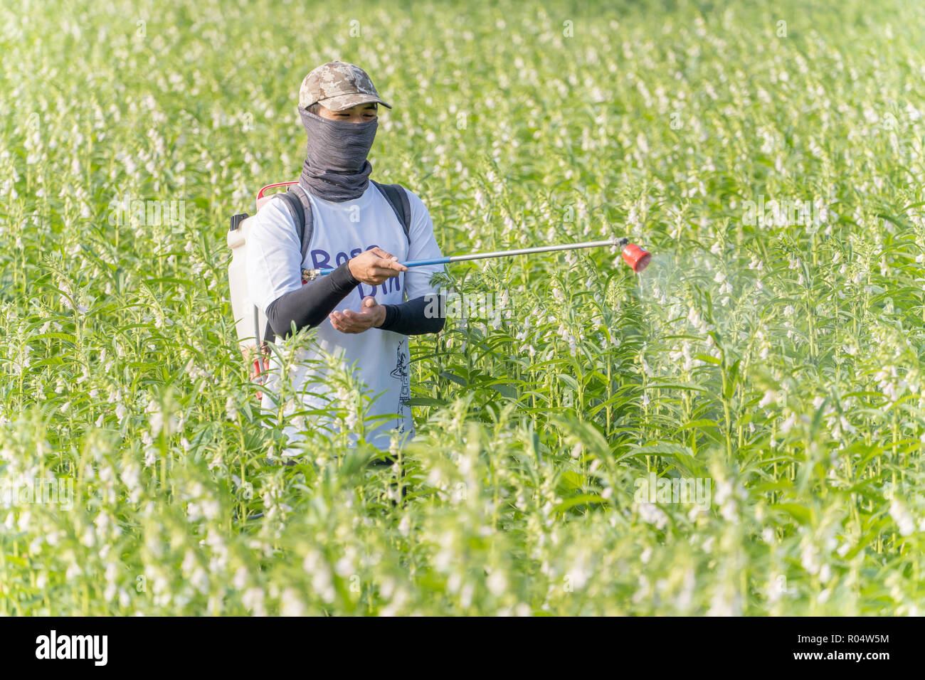A young man farmer master is spraying pesticides (farm chemicals) on ...