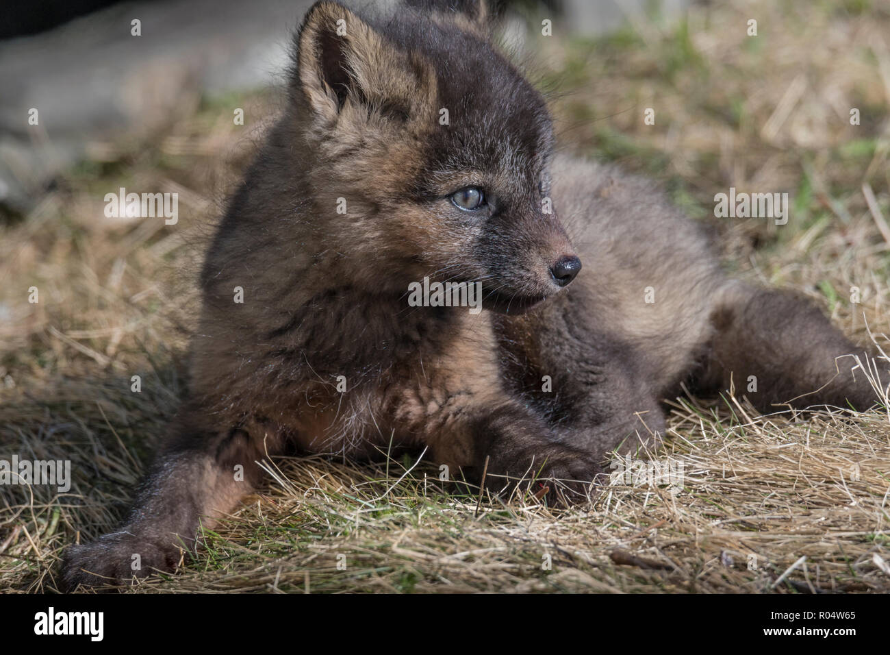 Grey fox with kit hi-res stock photography and images - Alamy