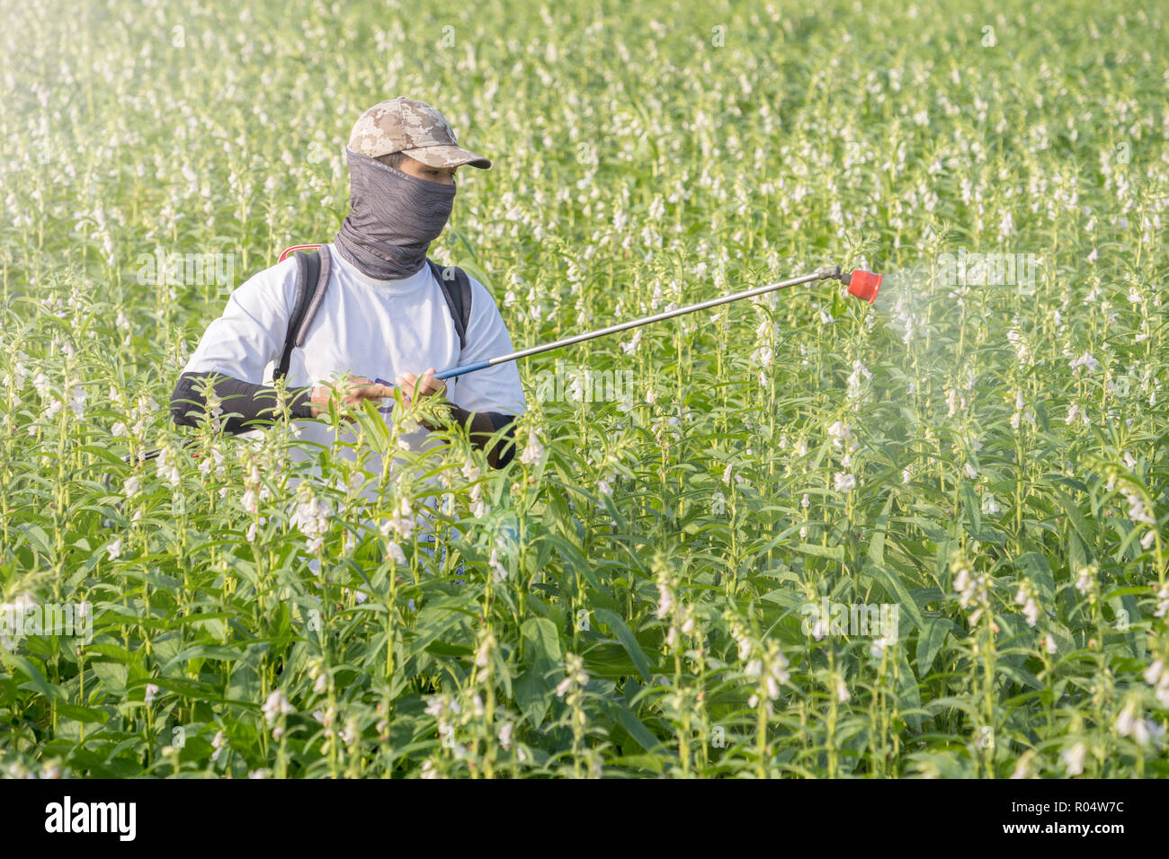 A young man farmer master is spraying pesticides (farm chemicals) on ...