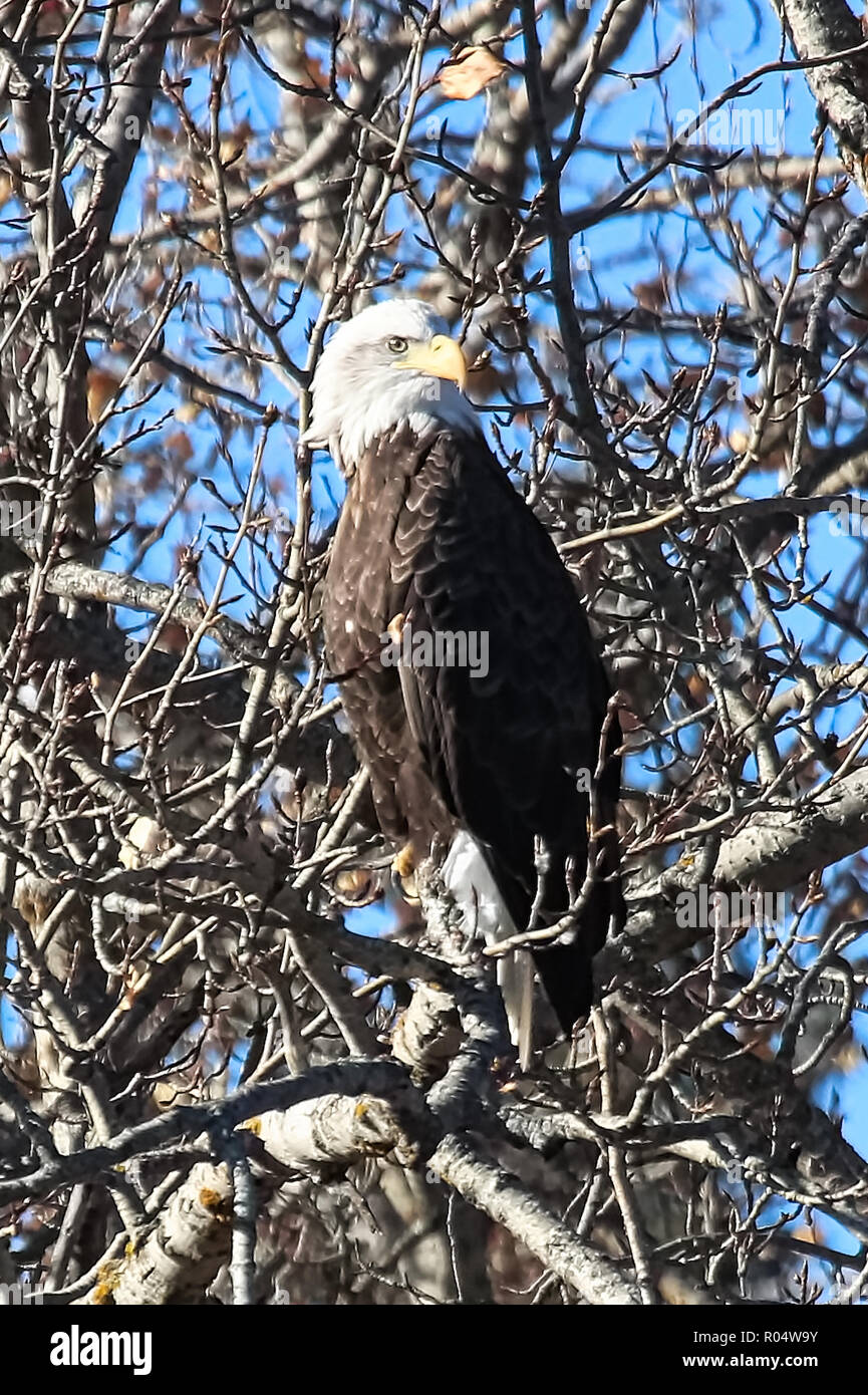 A bald eagle sitting in a bare tree in fall Stock Photo - Alamy