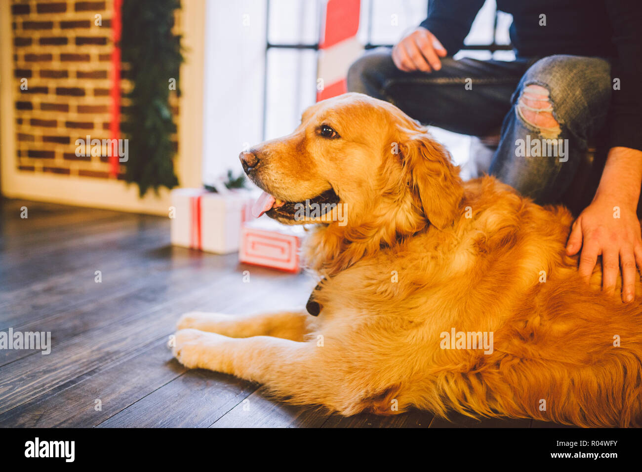 Labrador inside a house hi-res stock photography and images - Alamy