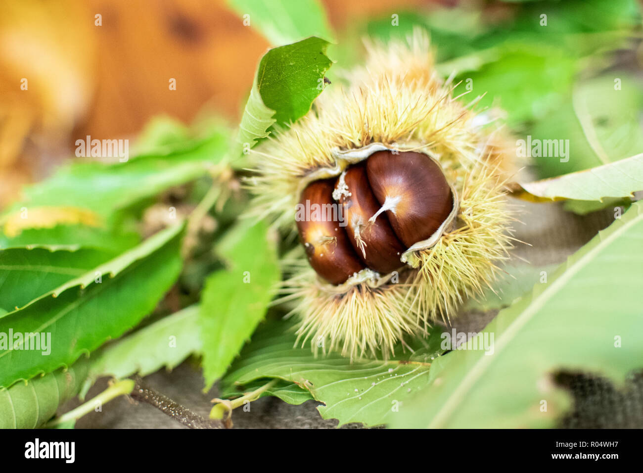 Bio terra hi-res stock photography and images - Alamy