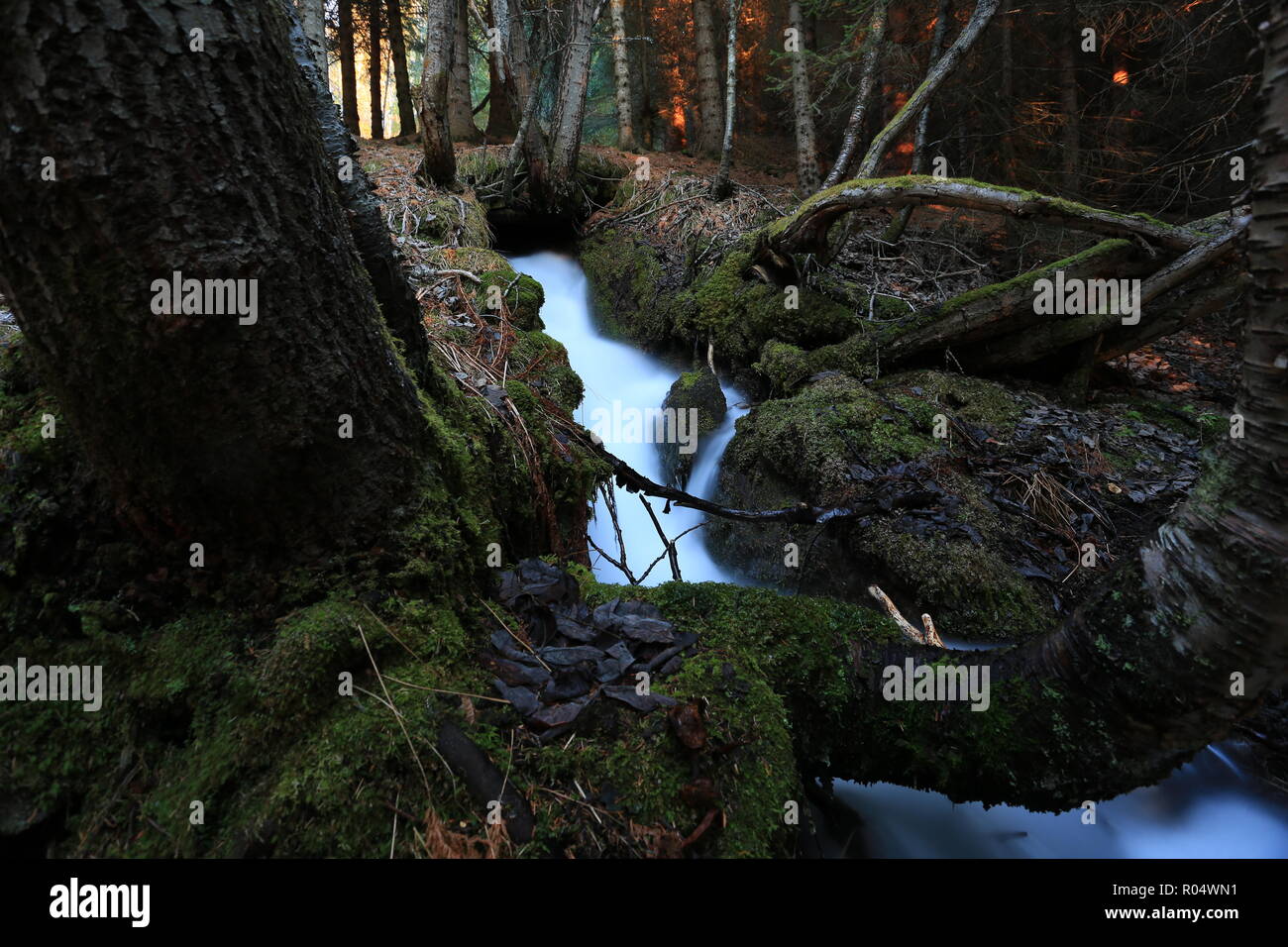 Small Spring river In The Forest Stock Photo - Alamy