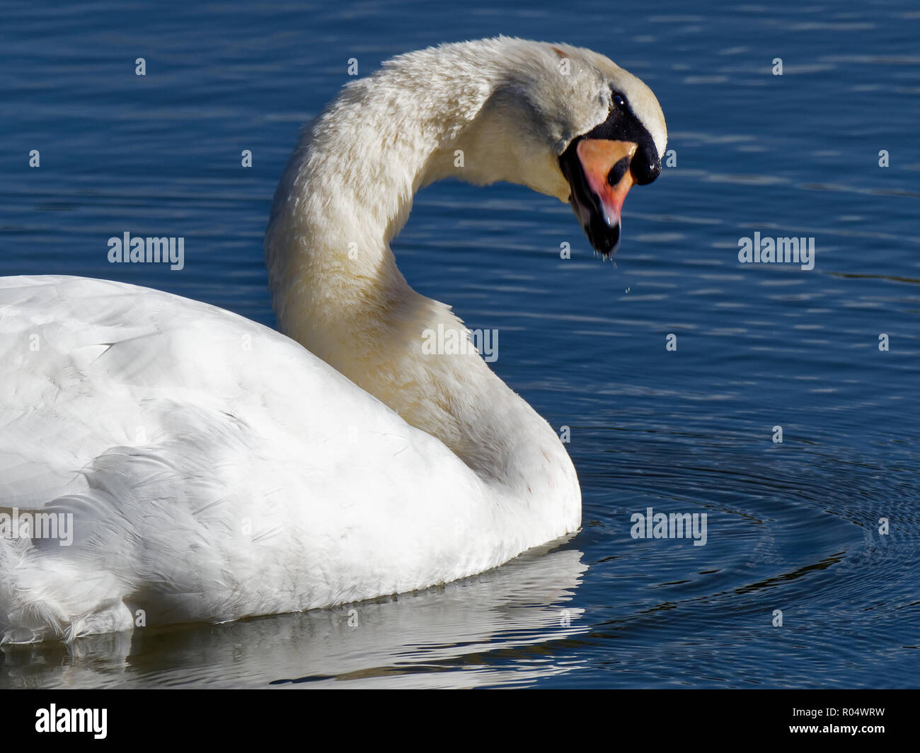 Black knob at base of bill hi-res stock photography and images - Alamy