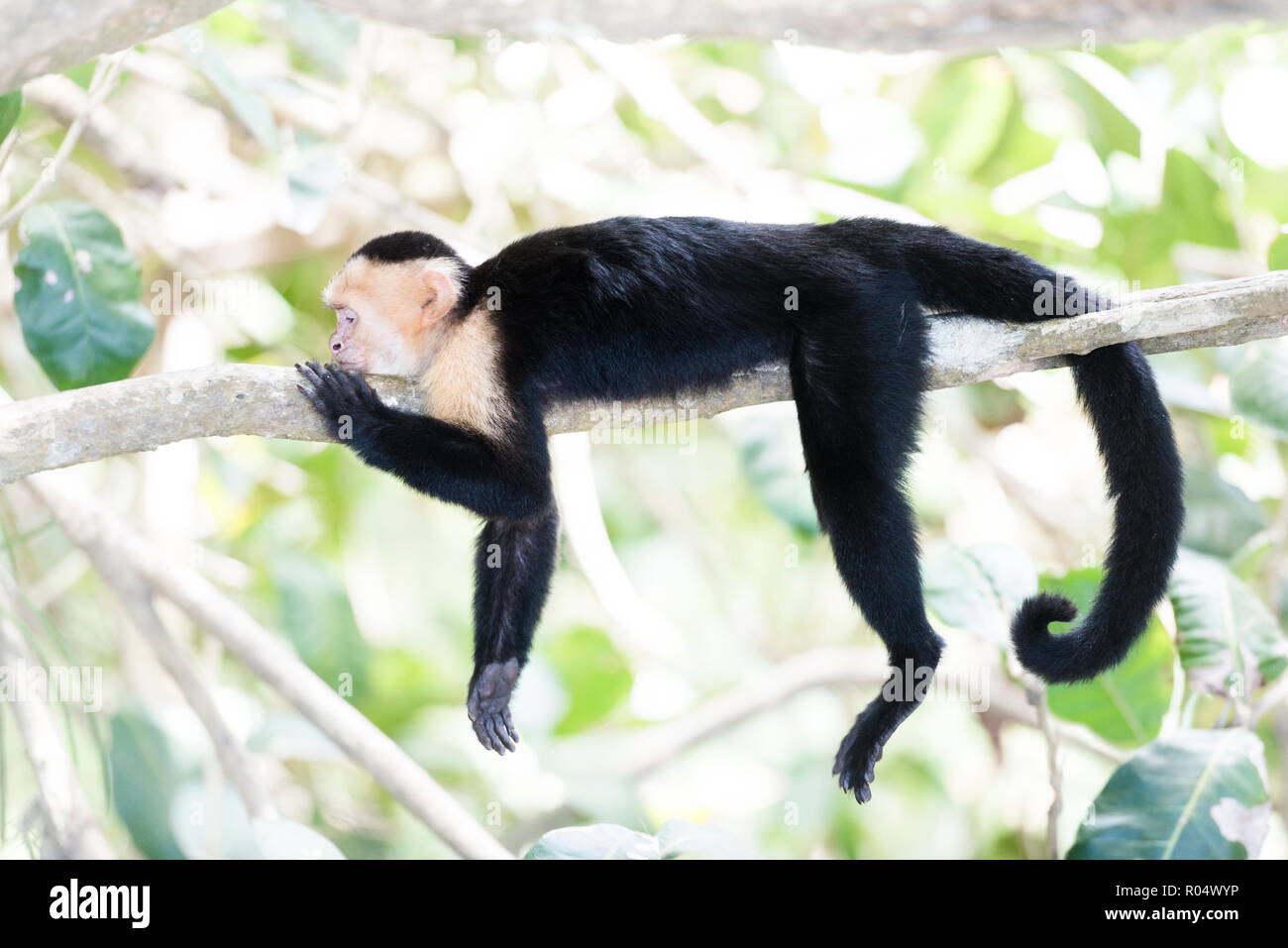 White-faced Capuchin (Cebus capucinus) by Manuel Antonio Beach, Manuel ...