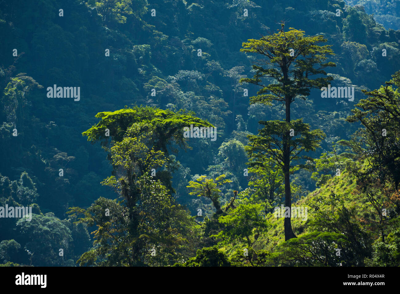 Rainforest in Arenal Volcano National Park, Alajuela Province, Costa ...