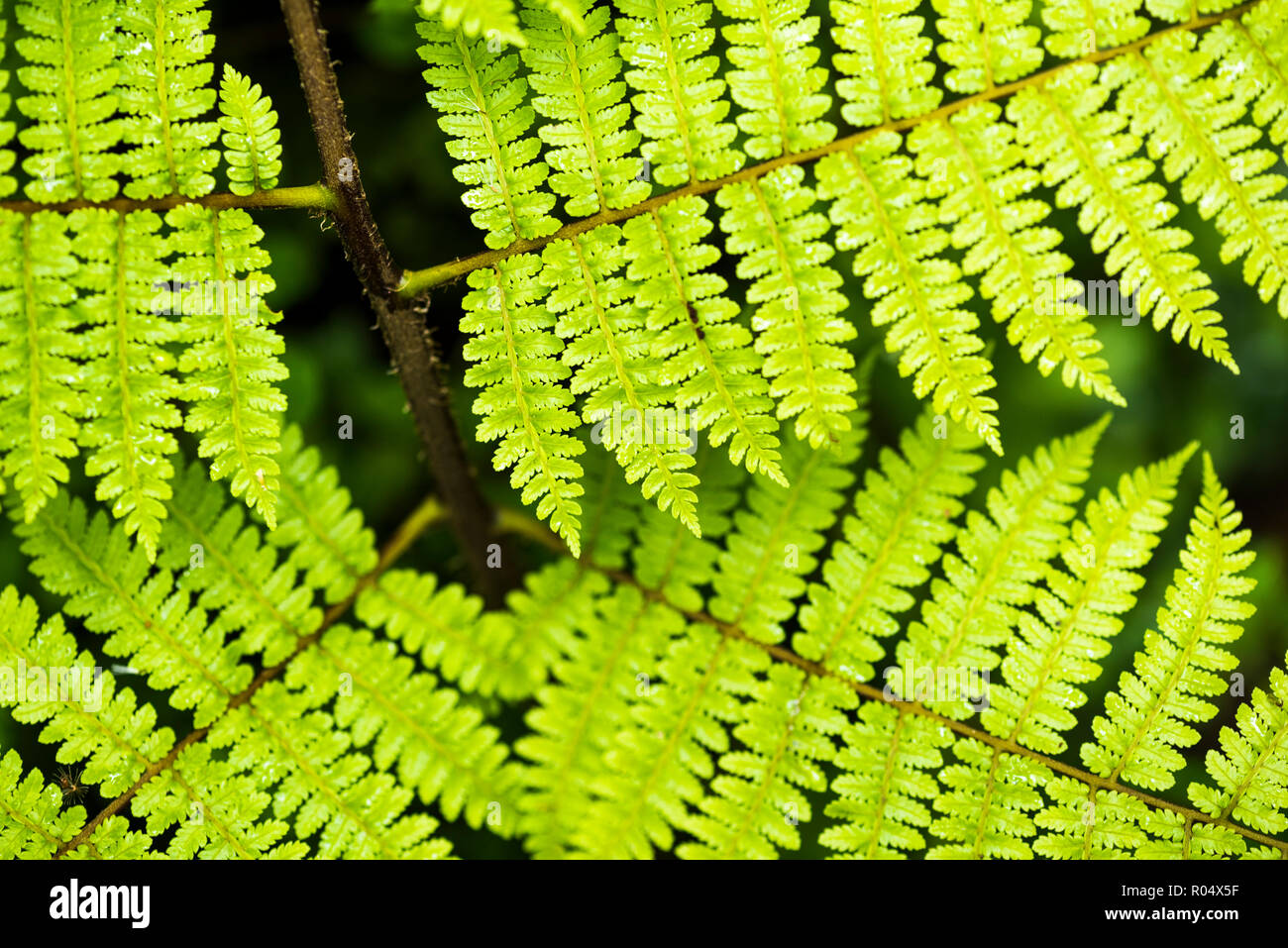 Close up detail of a fern in the rainforest in Arenal Volcano National ...
