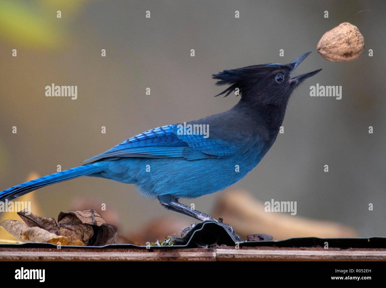Eugene, OREGON, USA. 1st Nov, 2018. A Steller's jay makes off with a ...