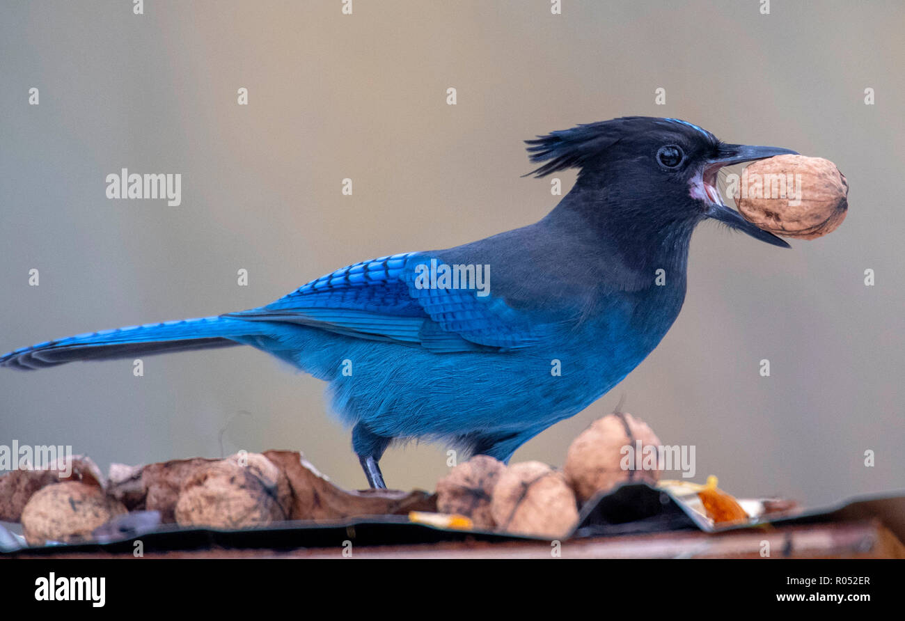 Eugene, OREGON, USA. 1st Nov, 2018. A Steller's jay makes off with a ...