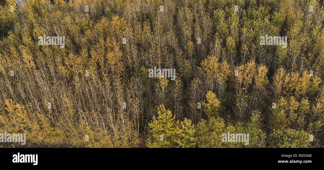 Scenerypoplar hi-res stock photography and images - Alamy