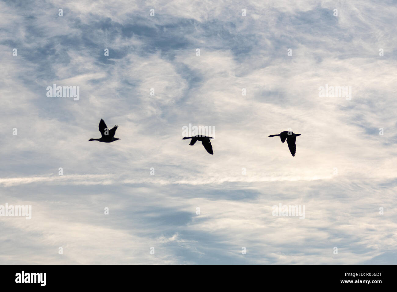 Three geese in flight, one with wings up, two with wings down Stock ...