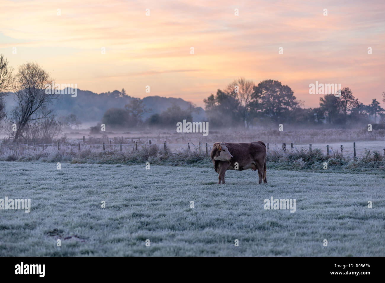 Cow in field in england hi-res stock photography and images - Alamy