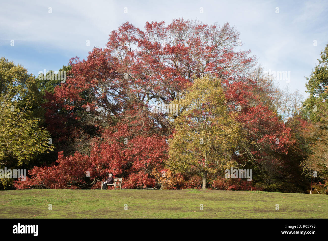 London UK 2nd November 2018. A woman enjoys the sunshine in Wimbledon ...