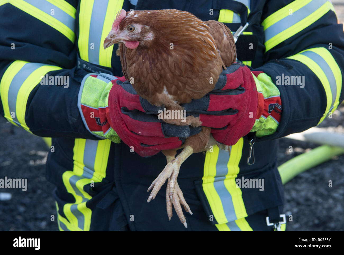 Chicken suffer hi-res stock photography and images - Alamy