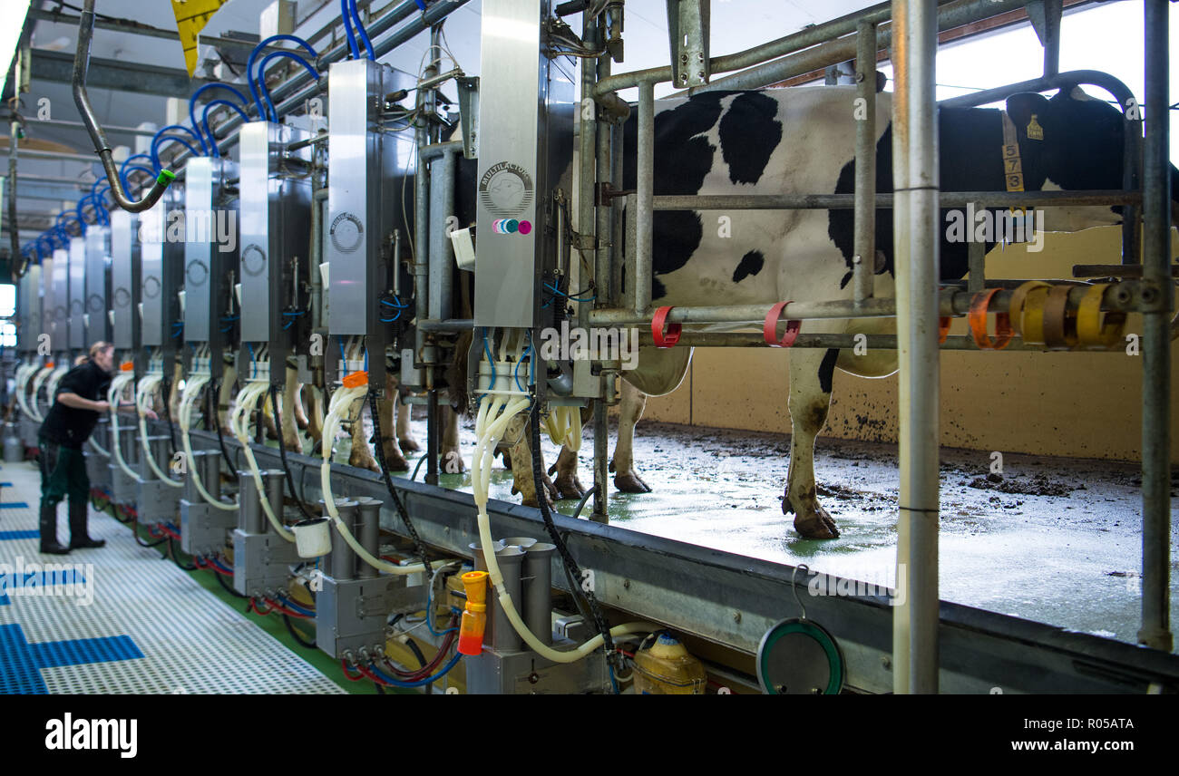 Milking cows stable hi-res stock photography and images - Alamy