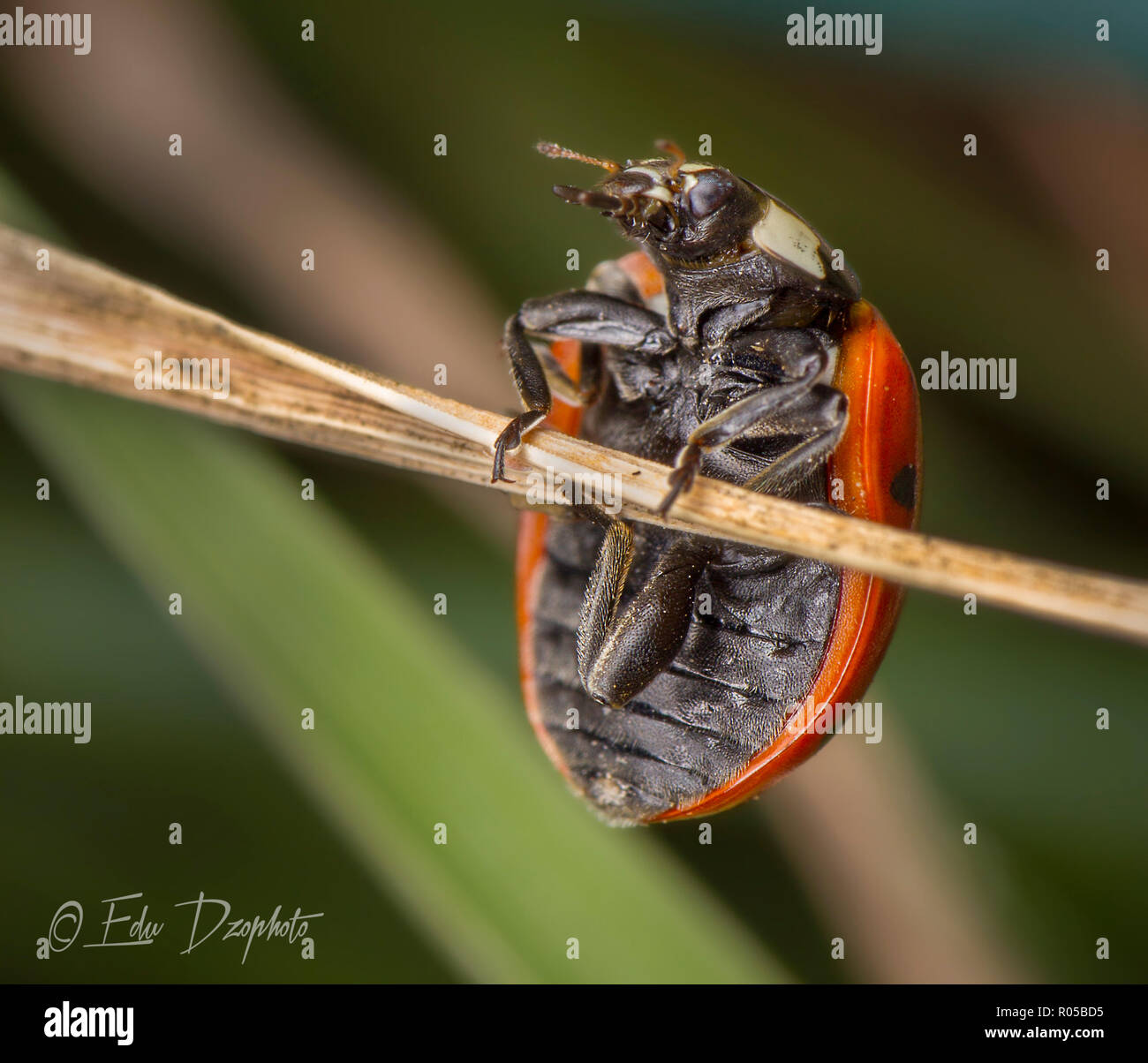 Ladybug macro photography posing Stock Photo - Alamy