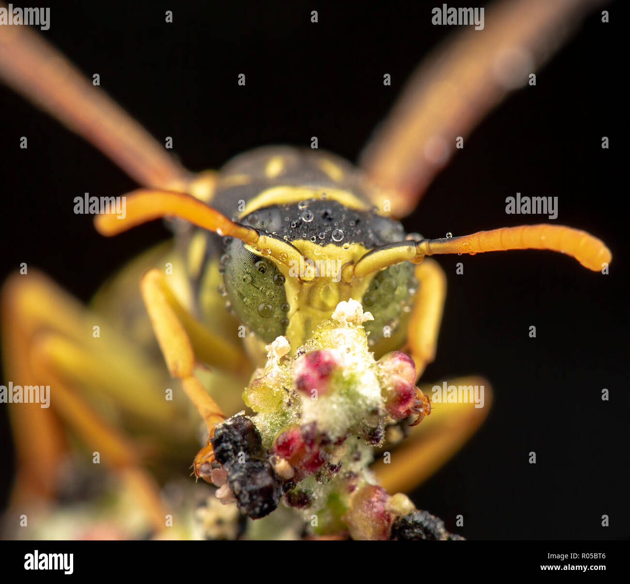 Real wasps hi-res stock photography and images - Alamy