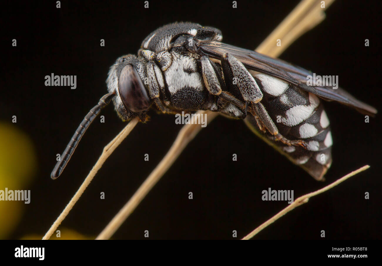 Real wasps hi-res stock photography and images - Alamy