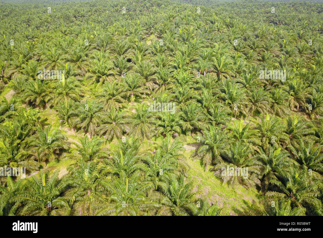 Palm oil plantation in Sabah Malaysia Borneo Stock Photo - Alamy