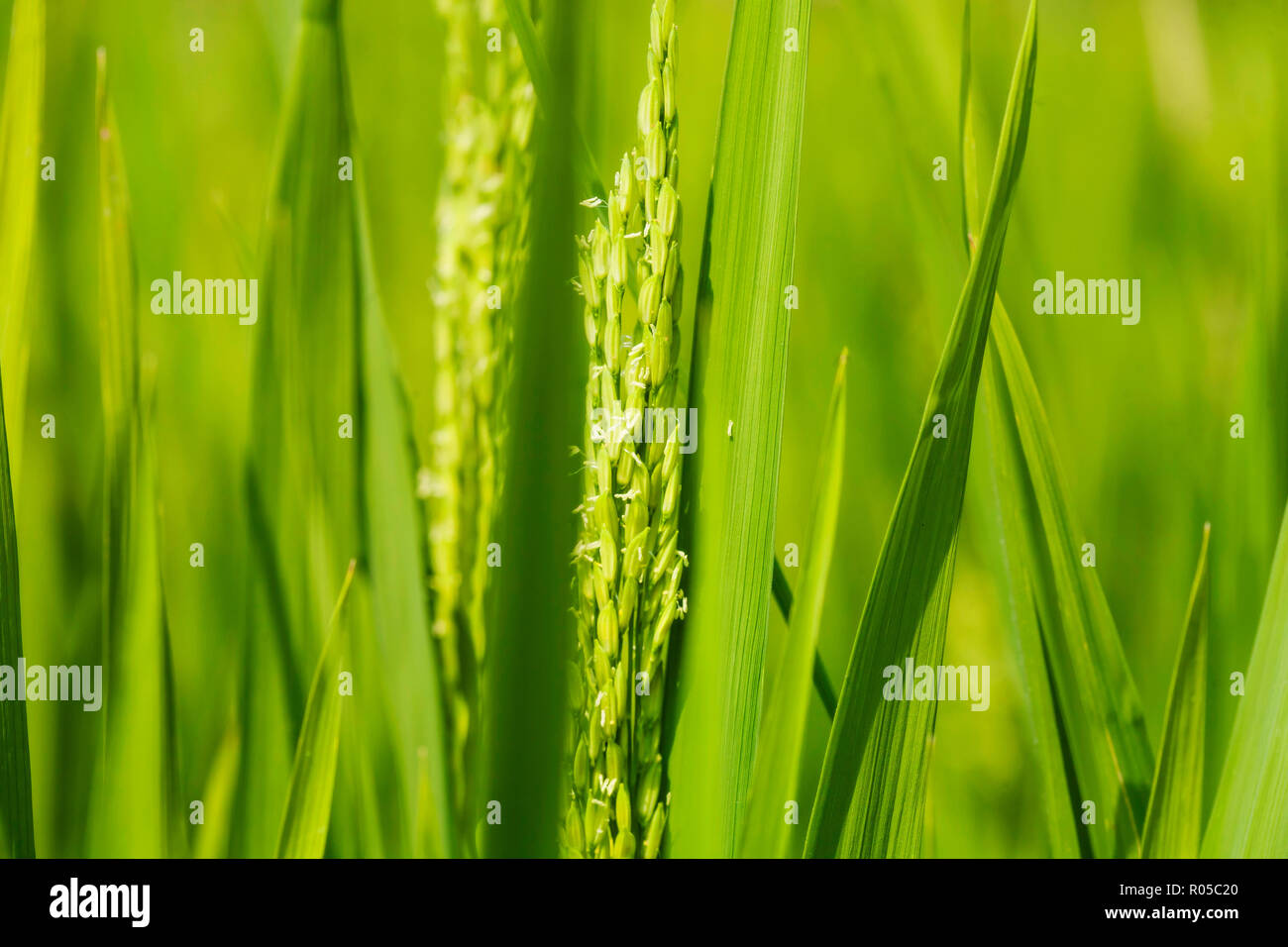Detail of paddy field Stock Photo - Alamy
