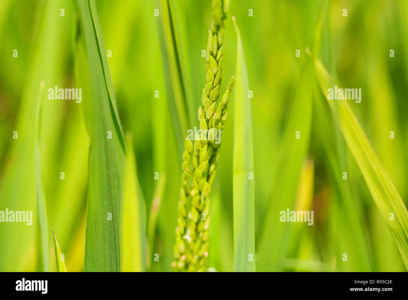 Indian paddy planting hi-res stock photography and images - Alamy