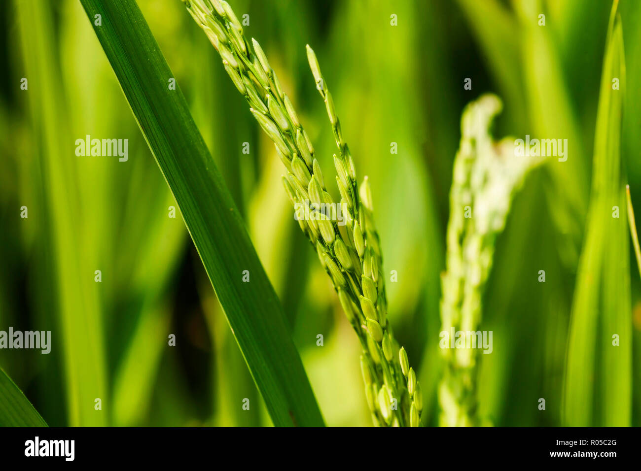 Detail of paddy field Stock Photo - Alamy