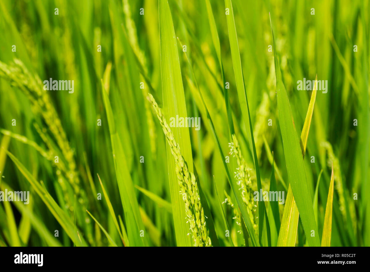 Detail of paddy field Stock Photo - Alamy