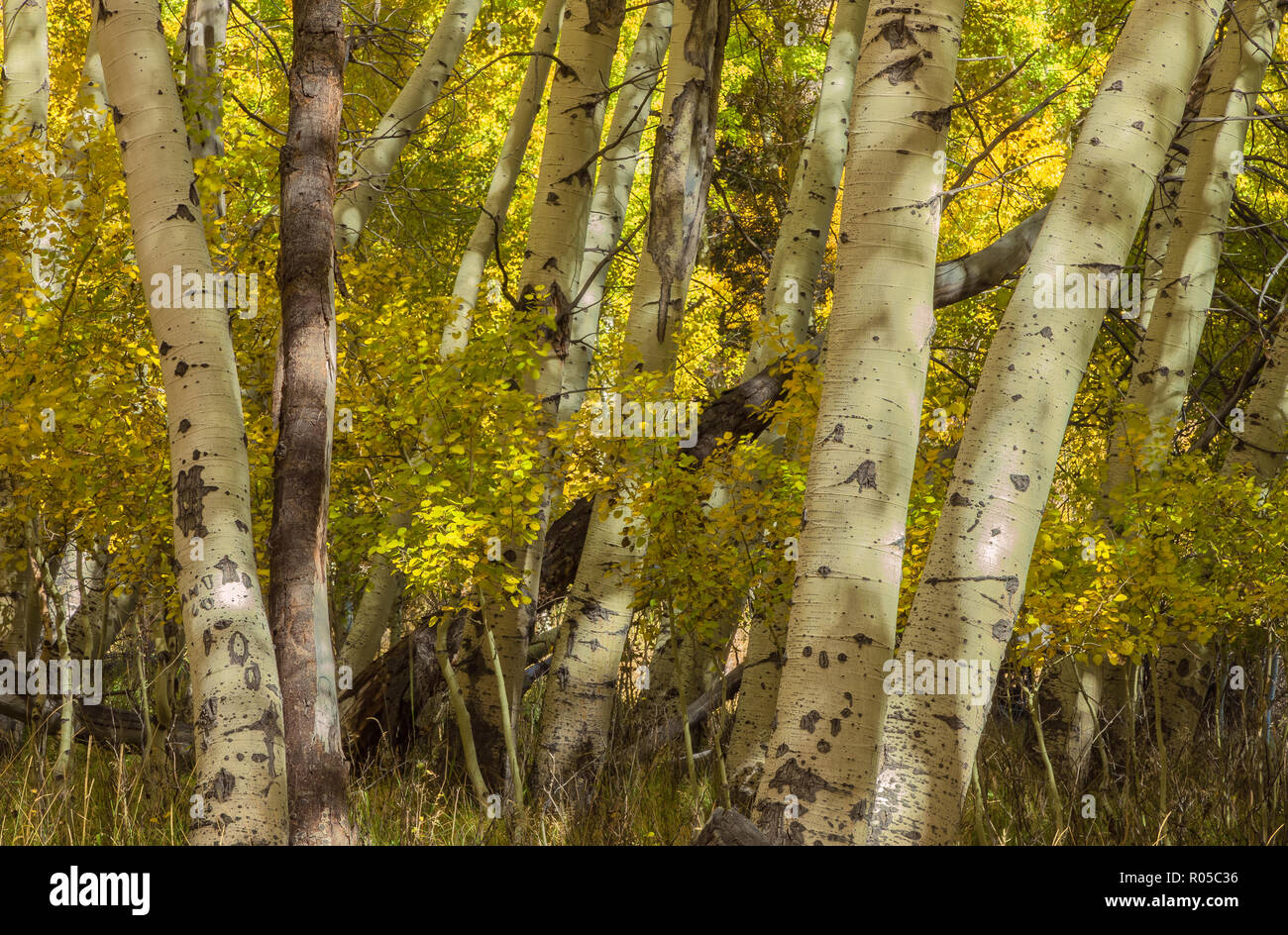 Aspen trees in fall foliage, Inyo National Forest, California, United ...
