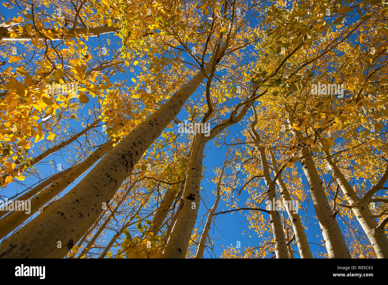 Aspen trees in fall foliage, Inyo National Forest, California, United ...