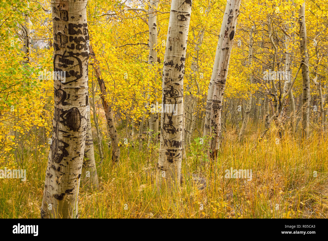 Aspen trees in fall foliage, Inyo National Forest, California, United ...