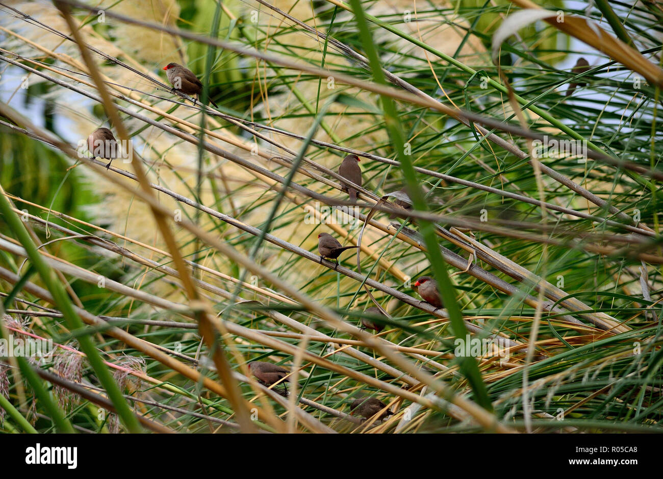 Group of small birds hi-res stock photography and images - Alamy