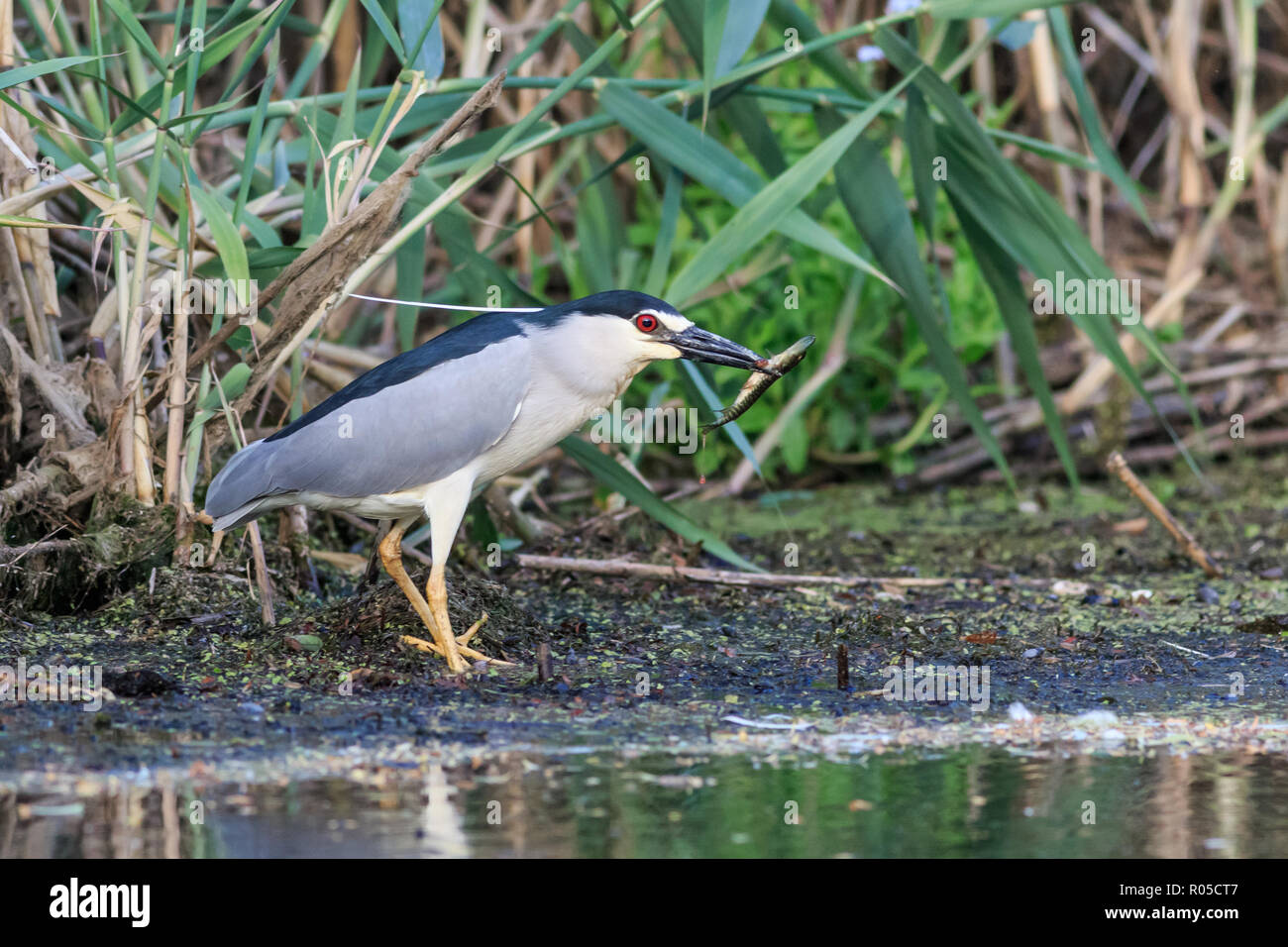 black crowned night heron eating fish. Danube Delta Romania Stock Photo ...