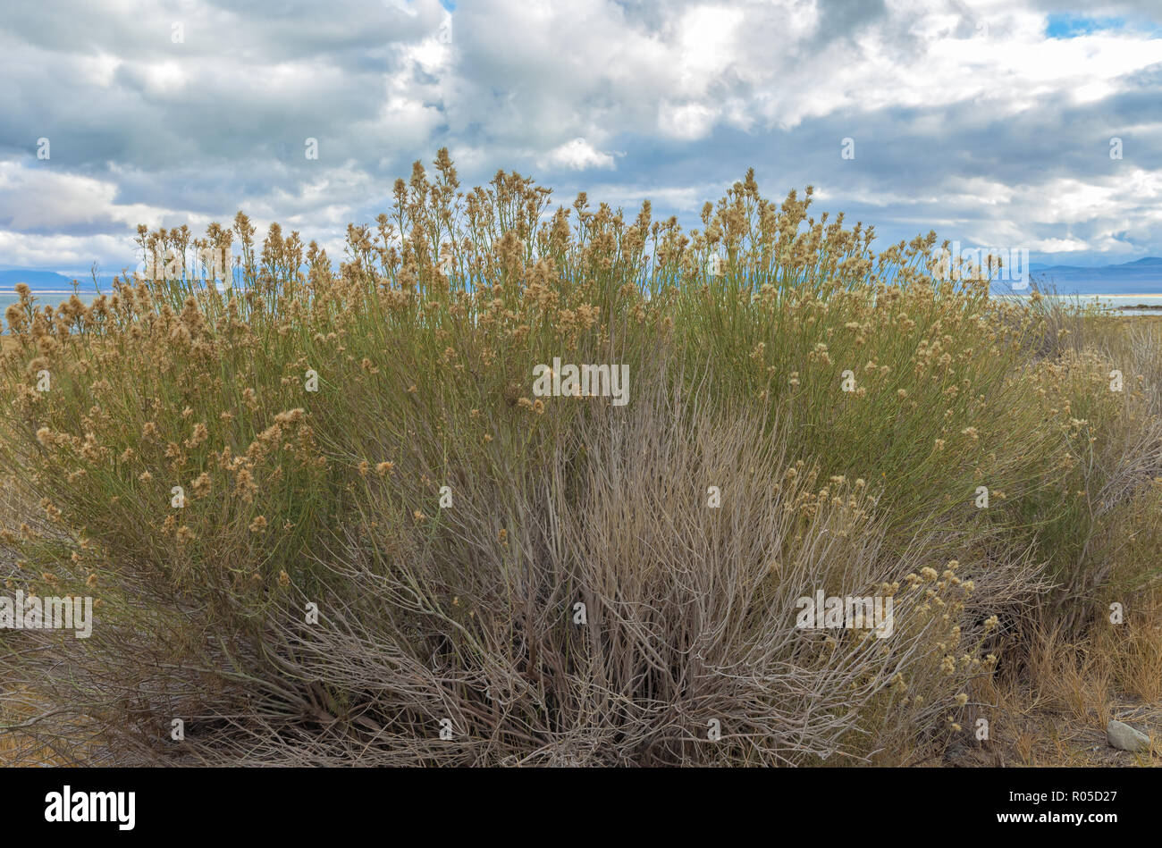Green rabbitbrush (Chrysothamnus vicidiflorus) at Mono Lake, California ...