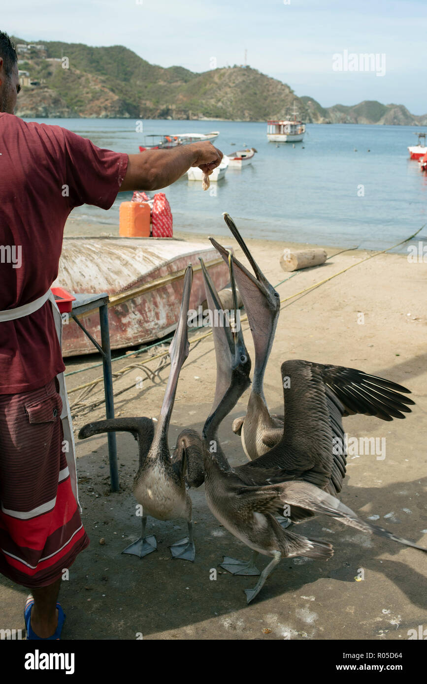 Fish guts hi-res stock photography and images - Alamy